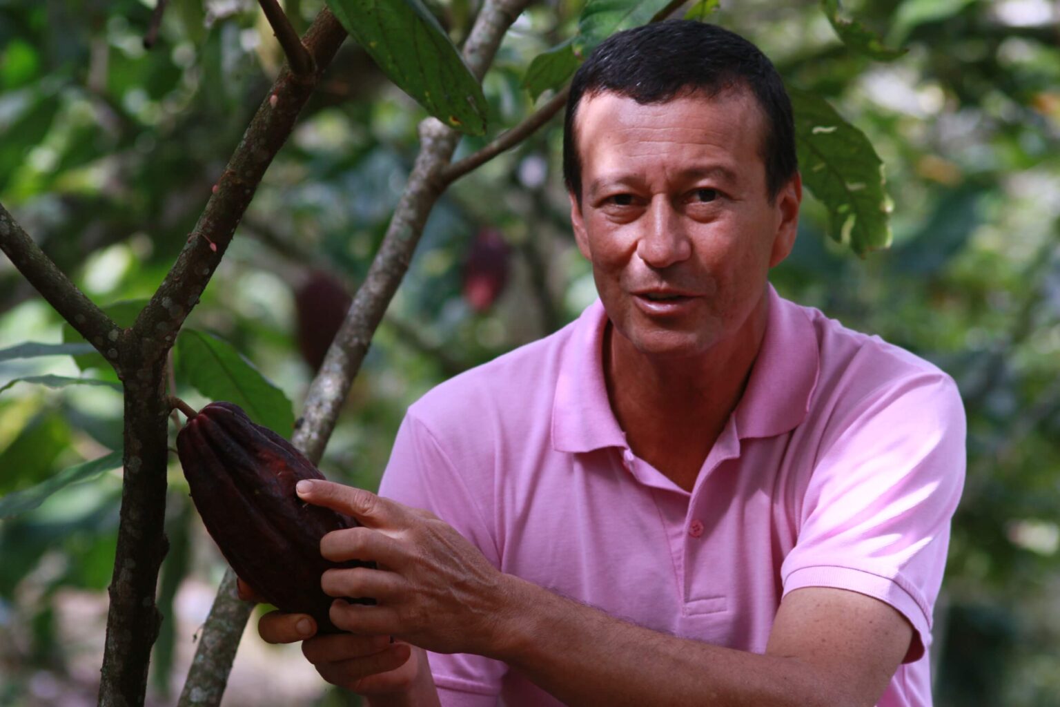 Desarrollo del fruto de cacao y su sanidad: claves para una cosecha ...